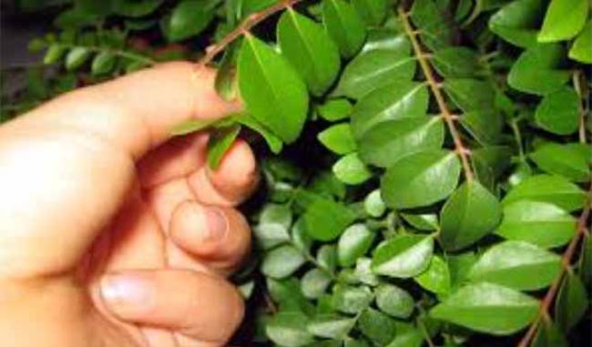 भोजन में करीपत्ते के इस्तेमाल से मिलेंगे ये जबरदस्त स्वास्थ्य लाभ ...