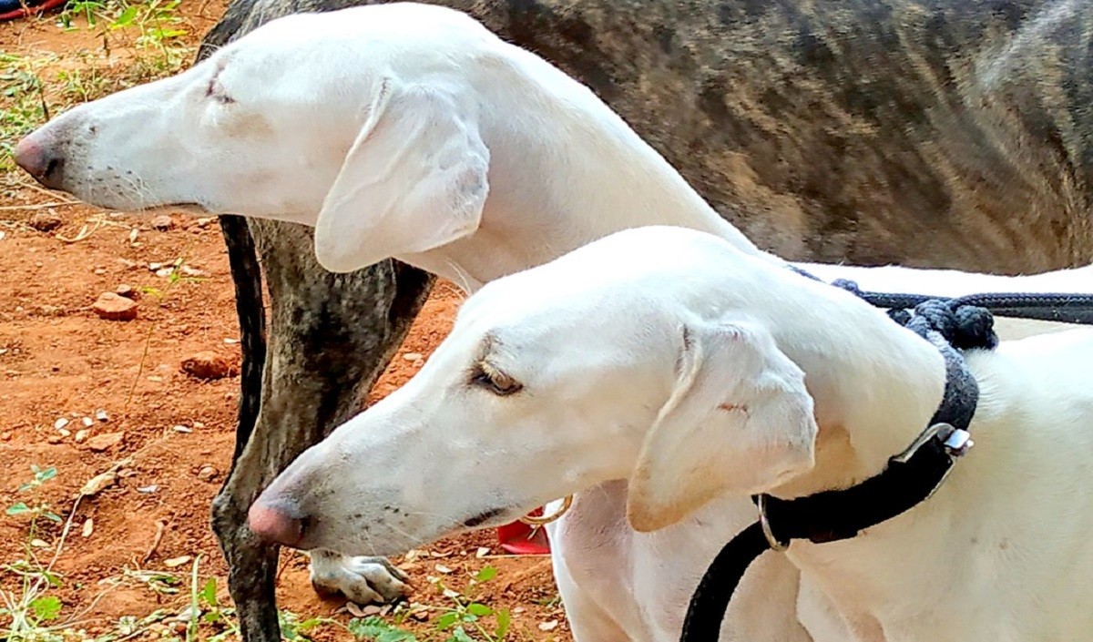 mudhol hound may join spg to protect pm - Prabhasakshi latest news in hindi
